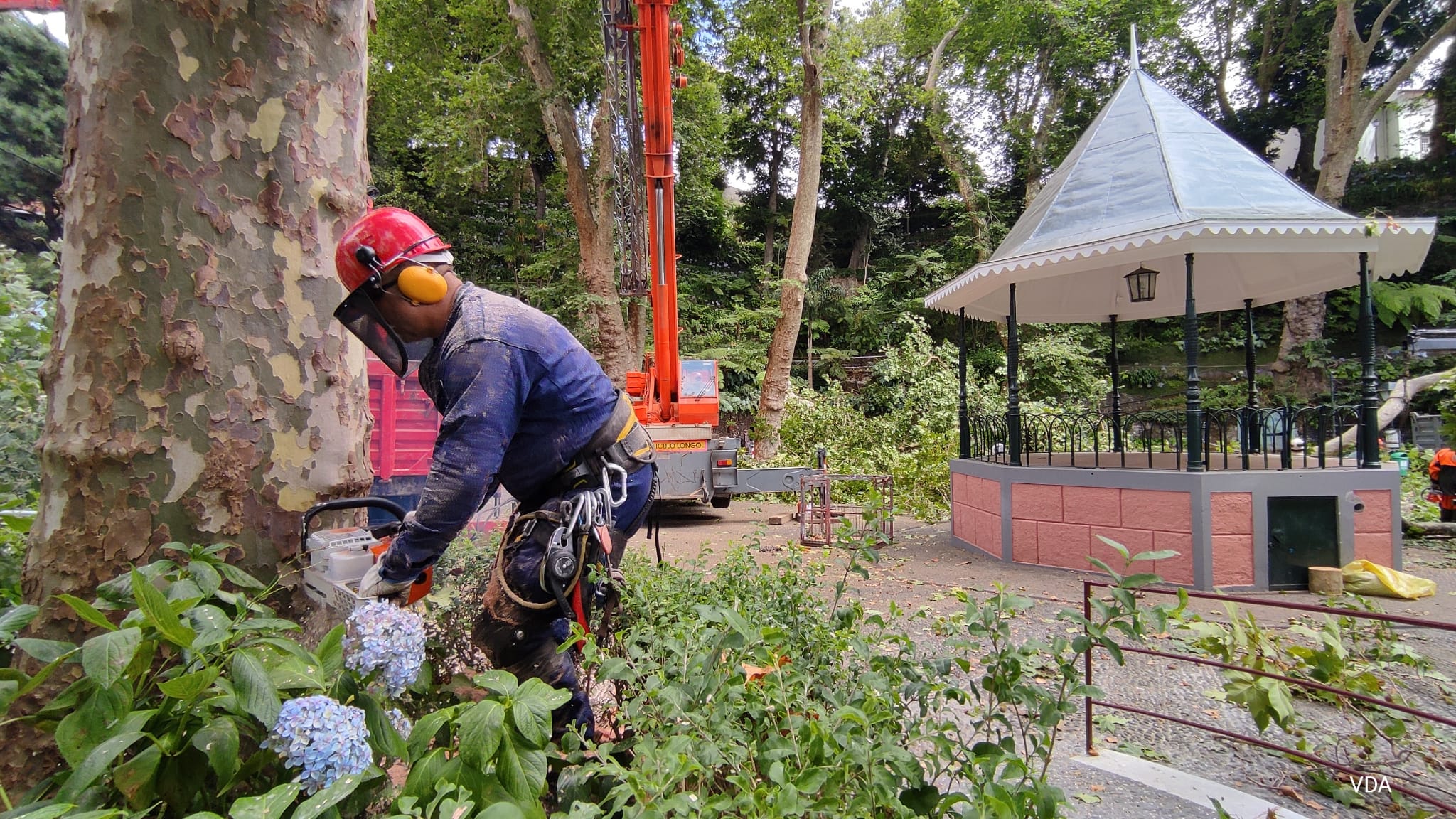 Leitura do acórdão da queda da árvore no Monte marcada para 21 de ...