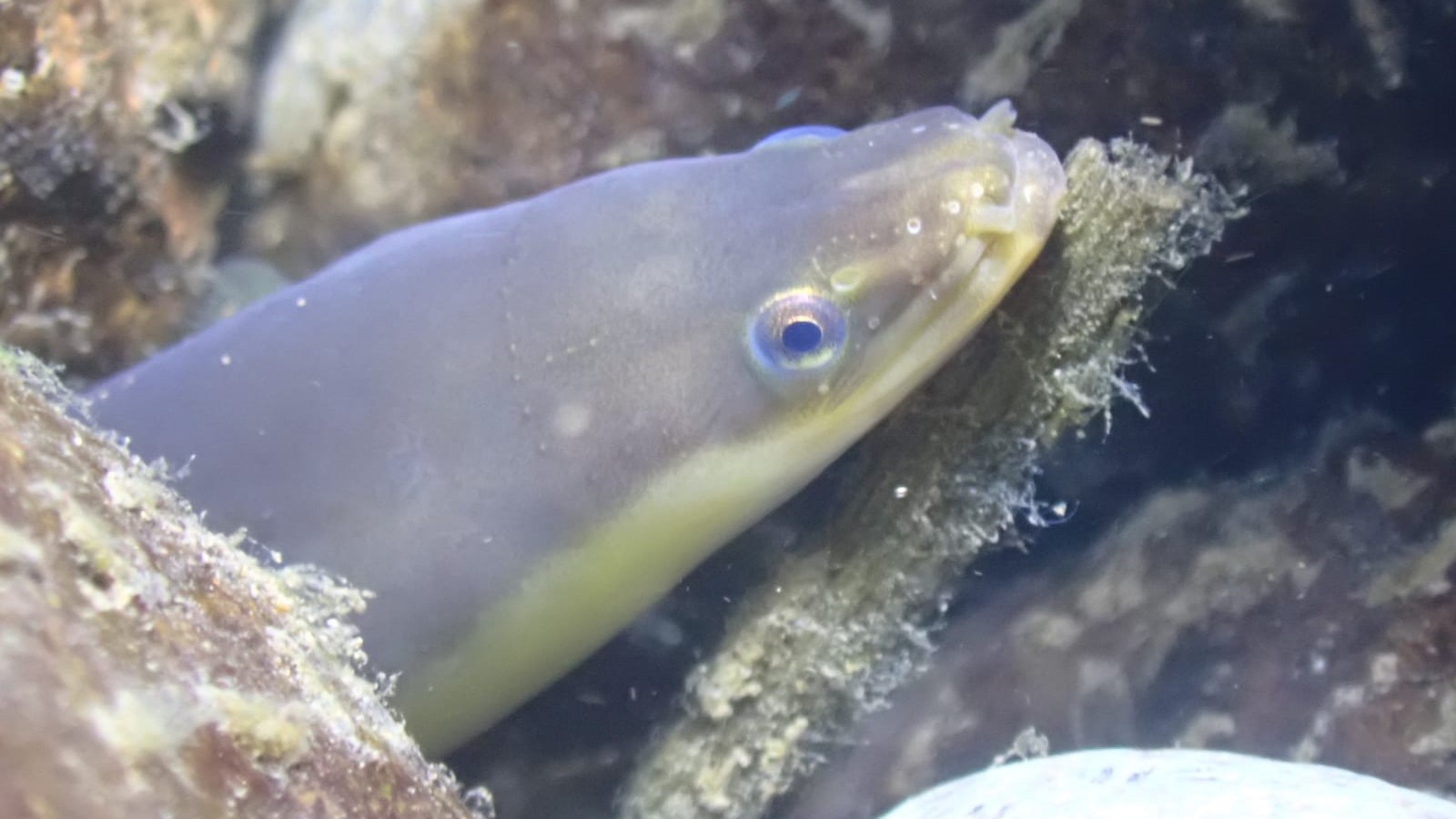 MARE-Madeira e ARDITI lideram estudo pioneiro sobre enguia na Madeira ...