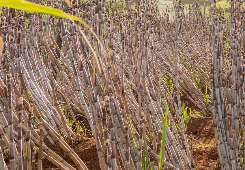 Produtores de cana-de-açúcar com boas perspetivas (áudio) | RTP Madeira