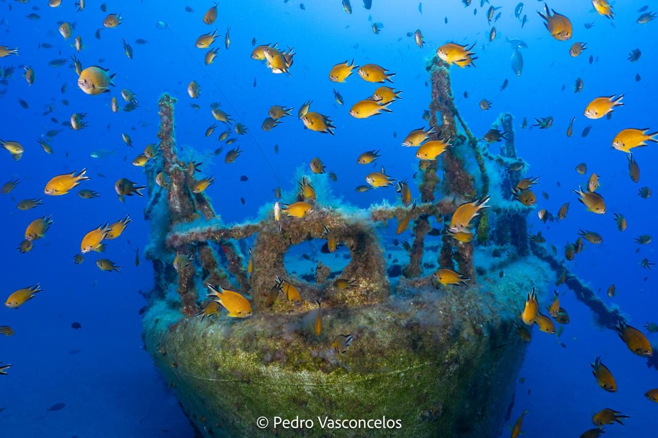 Madeira Underwater Open 2024 Photo & Video Champioship (fotos) – RTP ...