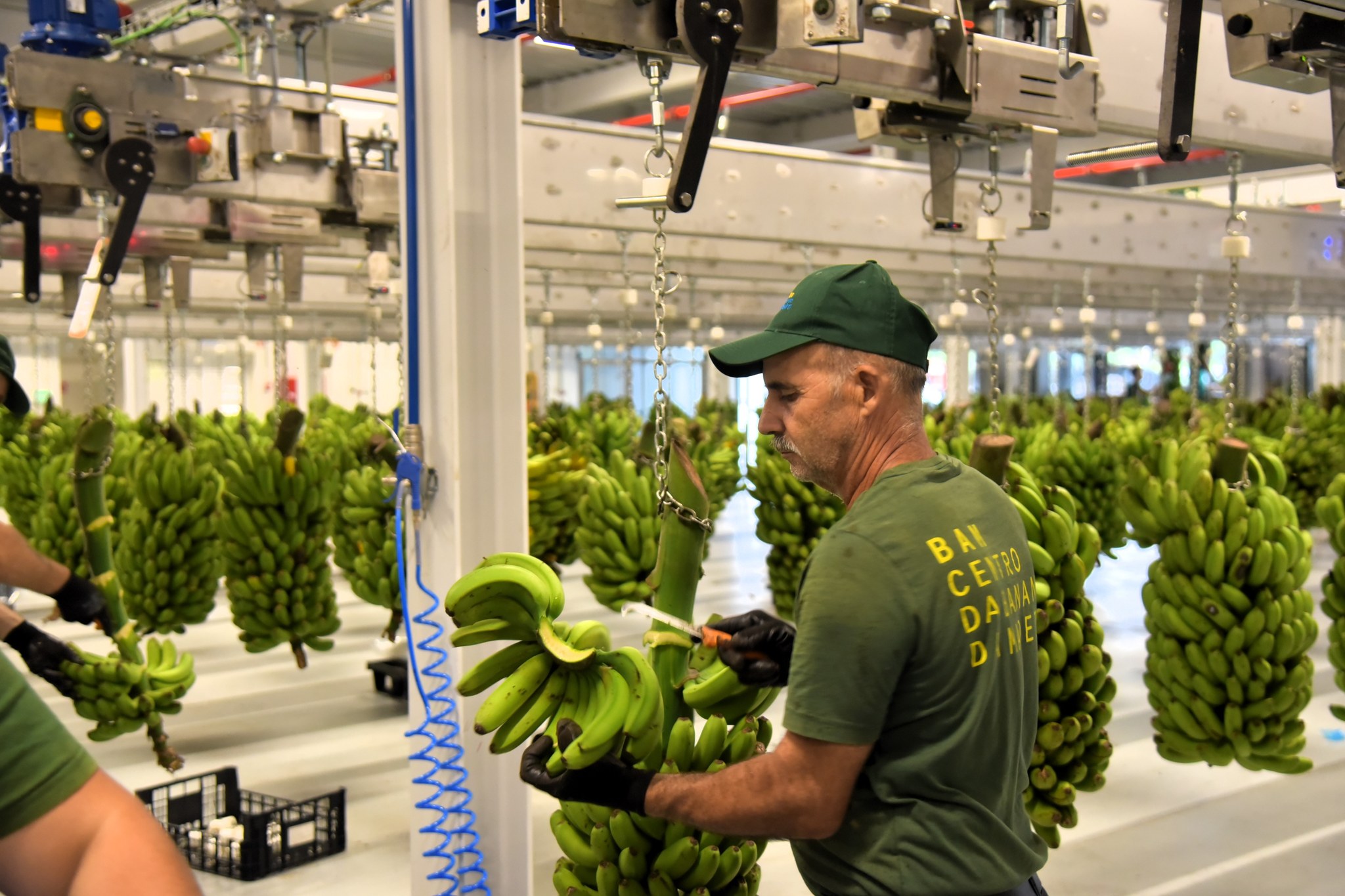 GESBA já recolheu e processou 15.971 toneladas de banana em 2024 (áudio ...