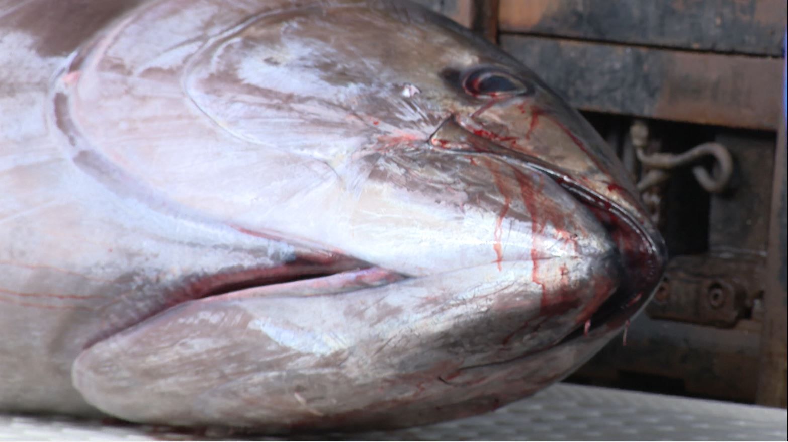 Atum rabilho de 271 quilos rendeu 4 mil euros (vídeo) | RTP Madeira