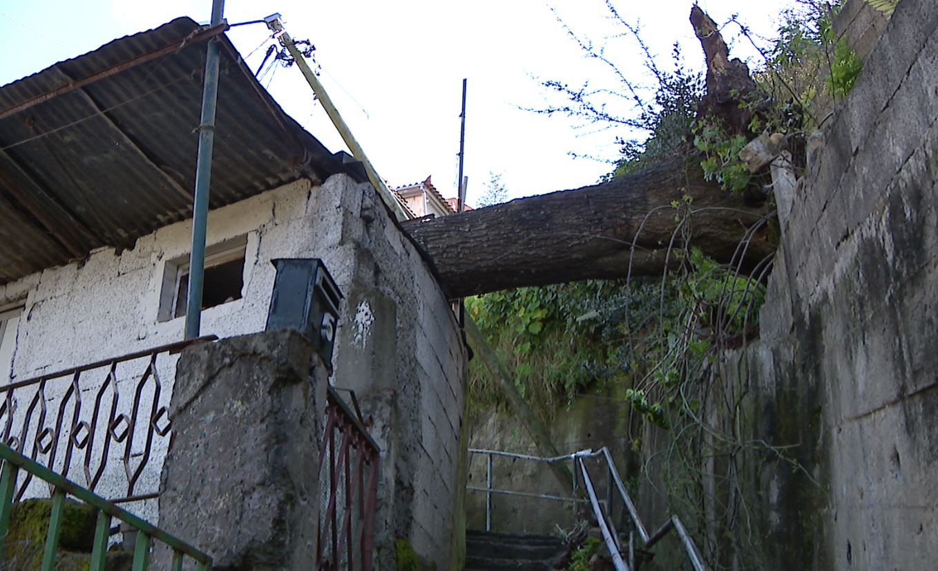 Castanheiro caiu em cima do anexo de uma casa (vídeo) | RTP Madeira