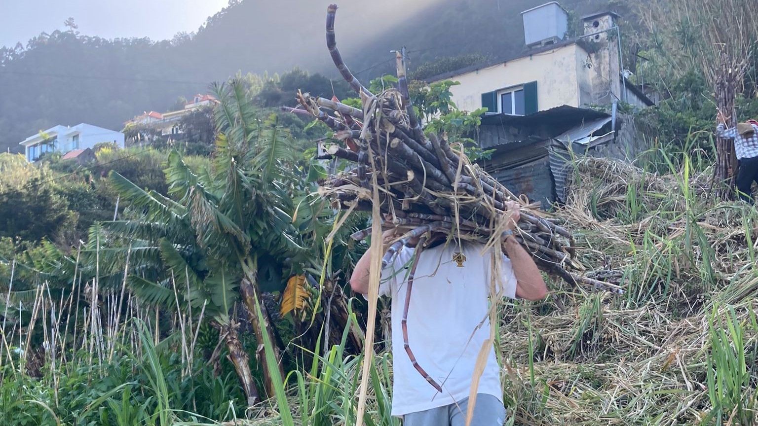 Produtores de cana-de-açúcar vão receber 60 cêntimos ao quilo (áudio ...