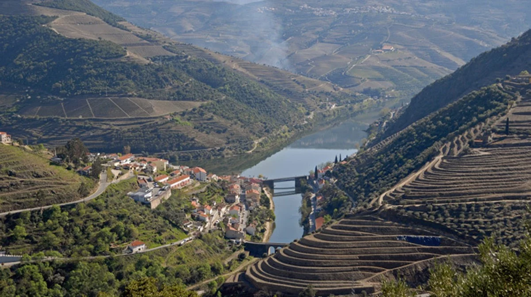 Douro reduz produção de vinho do Porto para as 75 mil pipas | RTP Madeira