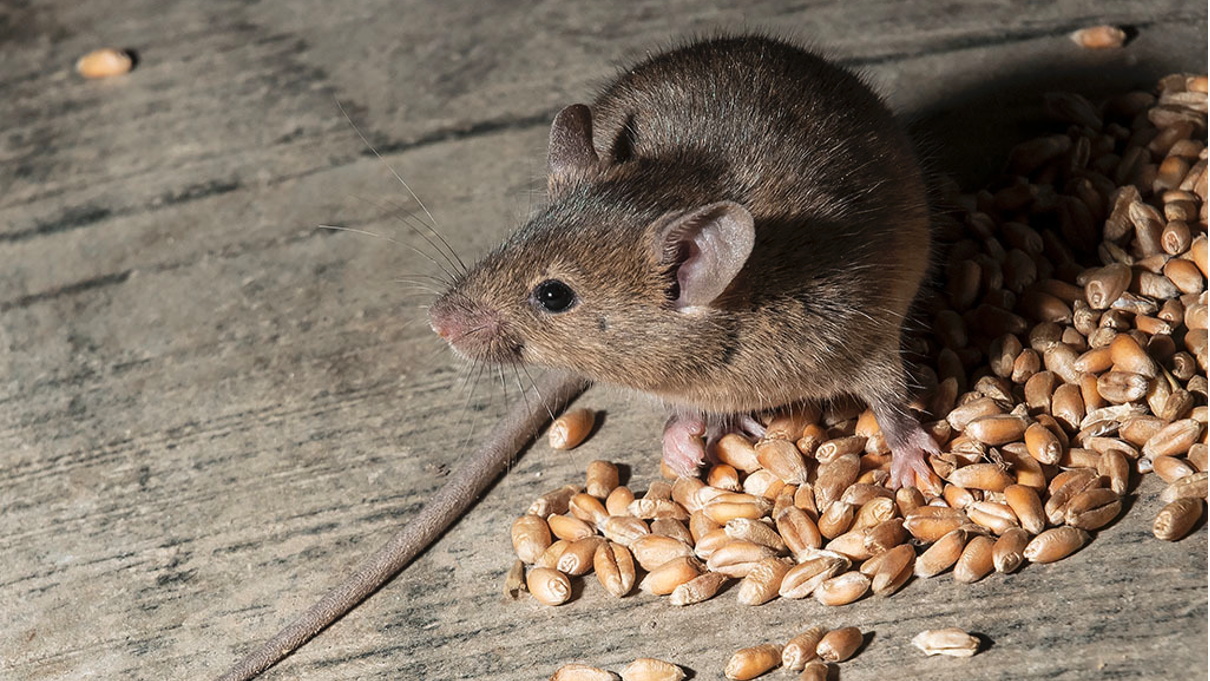 Ratos na zona do Funchal estão a ficar resistentes aos raticidas (áudio ...