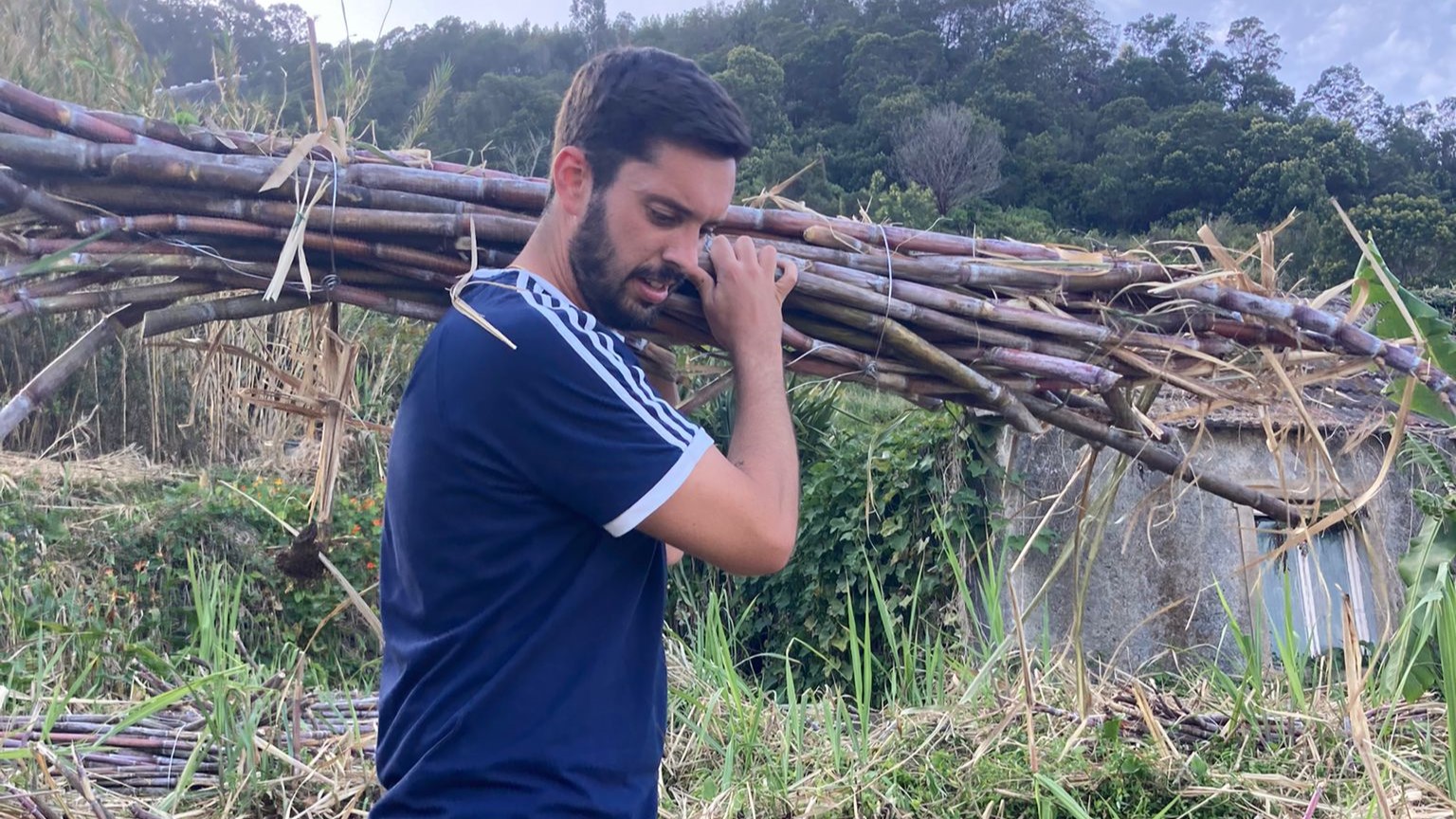 Governo Regional já começou a pagar os apoios aos produtores de cana-de ...